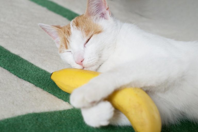 100 Yellow Cat Name Ideas With Meanings for Your Little Sunshine - Cats.com