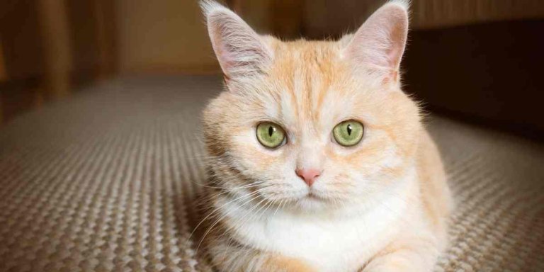 100 Yellow Cat Name Ideas With Meanings for Your Little Sunshine - Cats.com