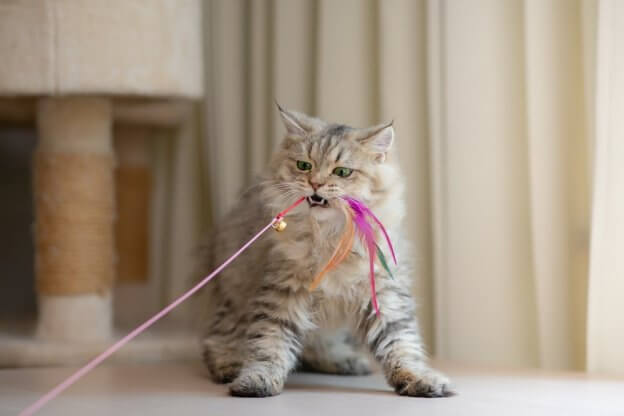 120 Mischievous Cat Names With Meanings - Cats.com