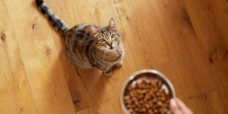 All About Vitamin A for Cats - Cats.com