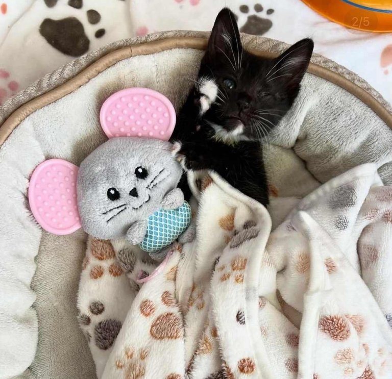 The Cat No One Wanted Finds a Forever Home - Cats.com