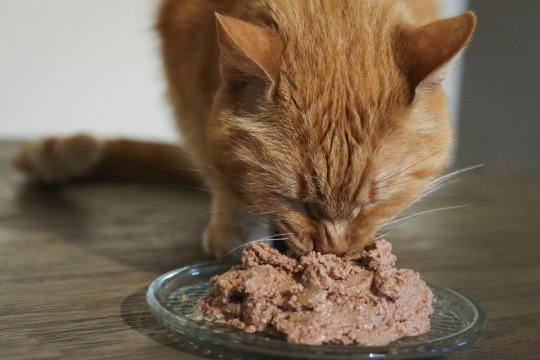 Delicious Homemade Cat Food Recipes (Vet Reviewed & Approved) - Cats.com