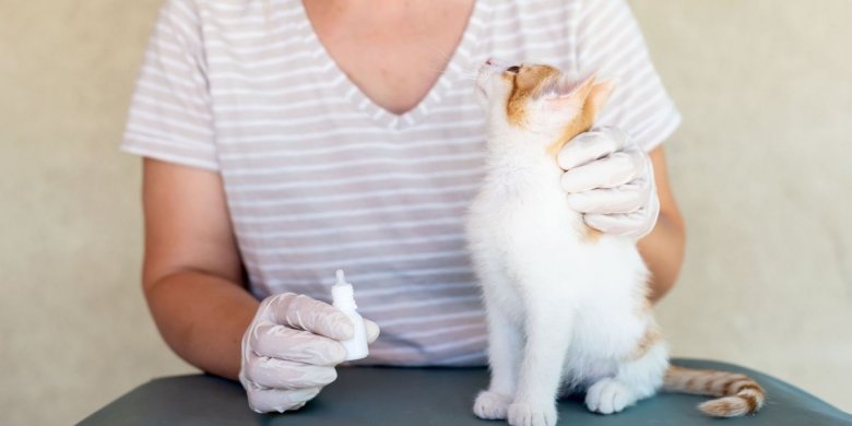 Best Eye Drops for Cat Eye Infection - Cats.com
