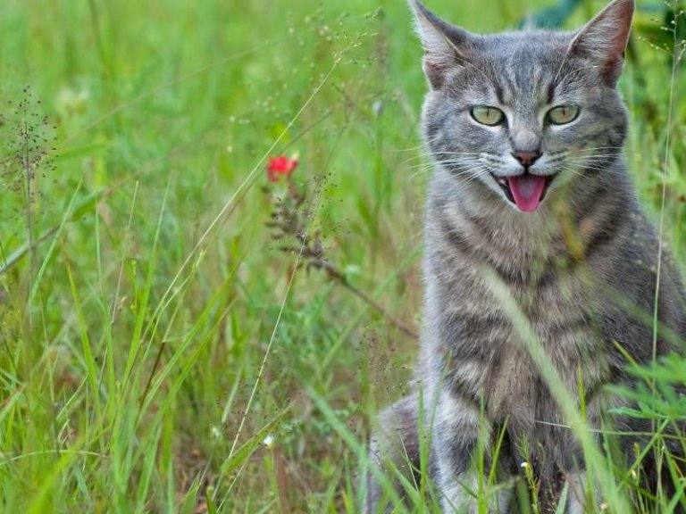 Cat Diseases and Medical Conditions - Cats.com