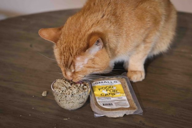 The 9 Best Cat Foods for Overweight Cats - Cats.com