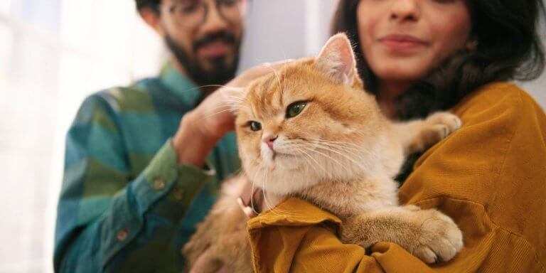 125 Bold and Beautiful Indian Cat Names With Meanings - Cats.com