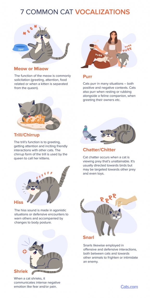 7 Common Cat Vocalizations and What They Mean - Cats.com