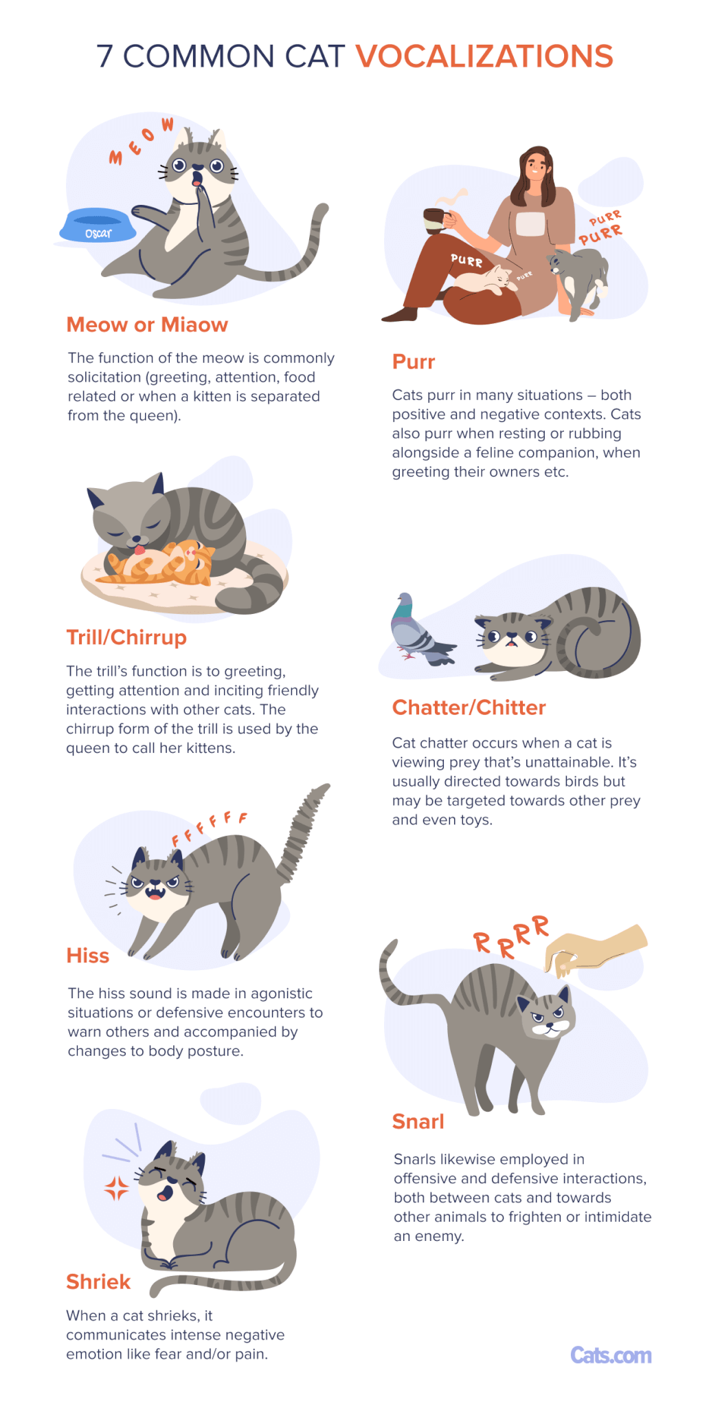 7 Common Cat Vocalizations and What They Mean - Cats.com