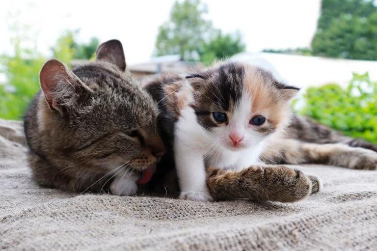 When Can Kittens Leave Their Moms? - Cats.com