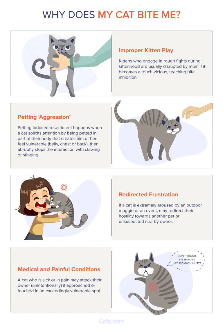 Why Does My Cat Bite Me? And How To Get It To Stop - Cats.com