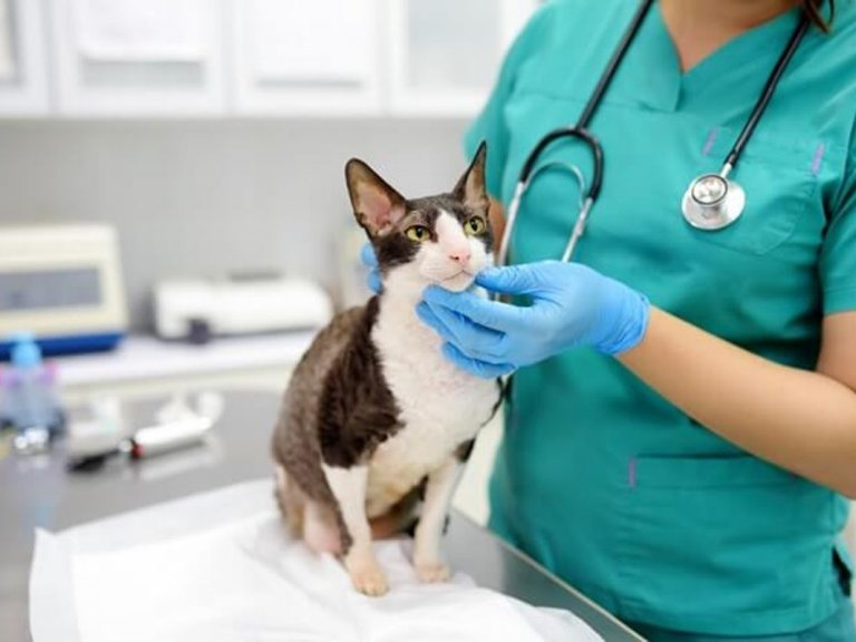 The Annual Cat Wellness Exam: What Happens, What to Expect, and What it ...