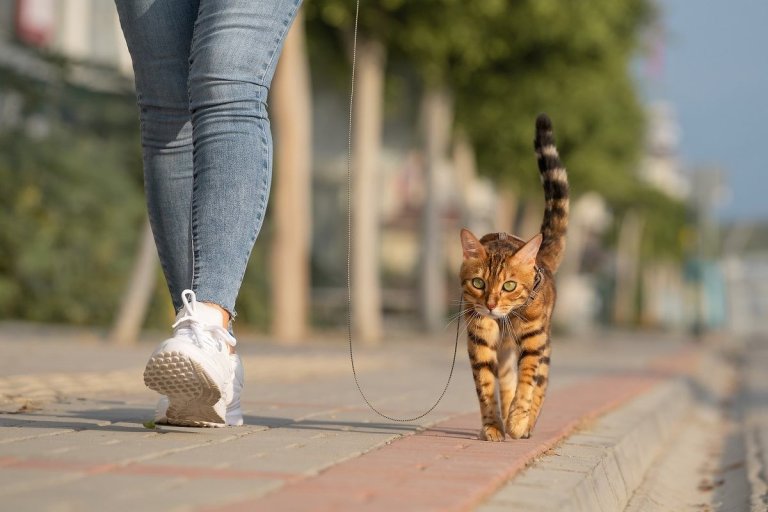 11 Adorable Cat Breeds That Act Like Dogs - Cats.com