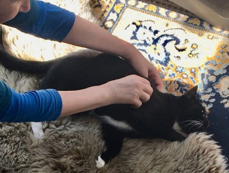 Cat Massage Therapy and Its Benefits, Techniques, and Application ...