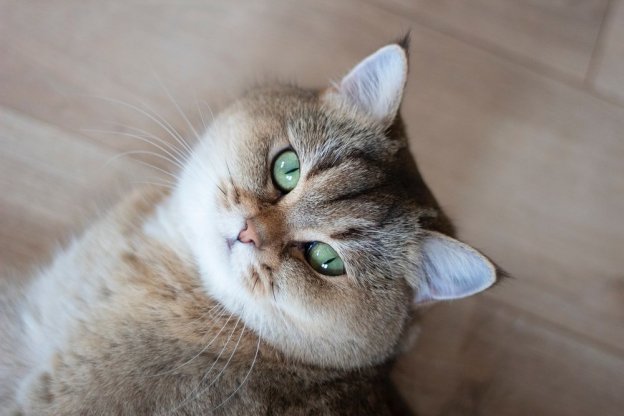 Ticked Tabby Cat Facts You Probably Didn’t Know - Cats.com