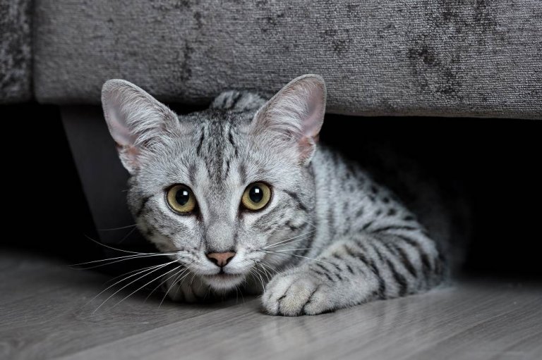 Spotted Tabby Cat Facts - Cats.com