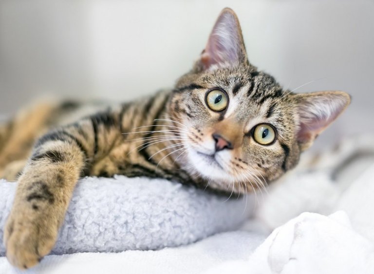13 Best Cat Breeds for First-Time Owners - Cats.com