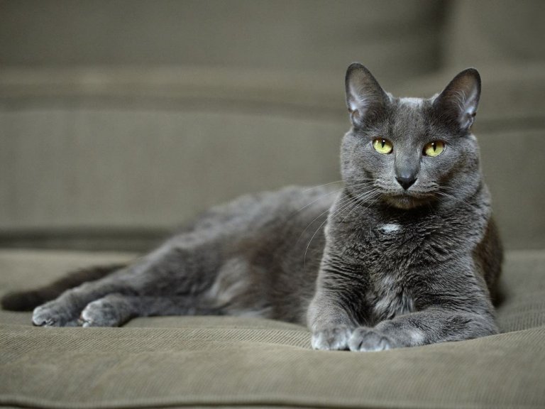 The Lykoi Cat Breed- All About The Werewolf Cats