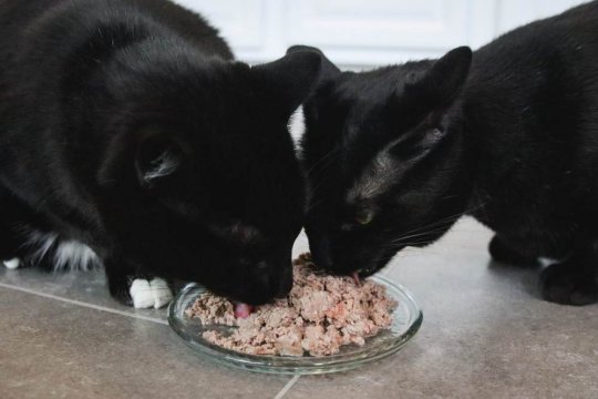 How to help a cat who eats too fast - Cats.com