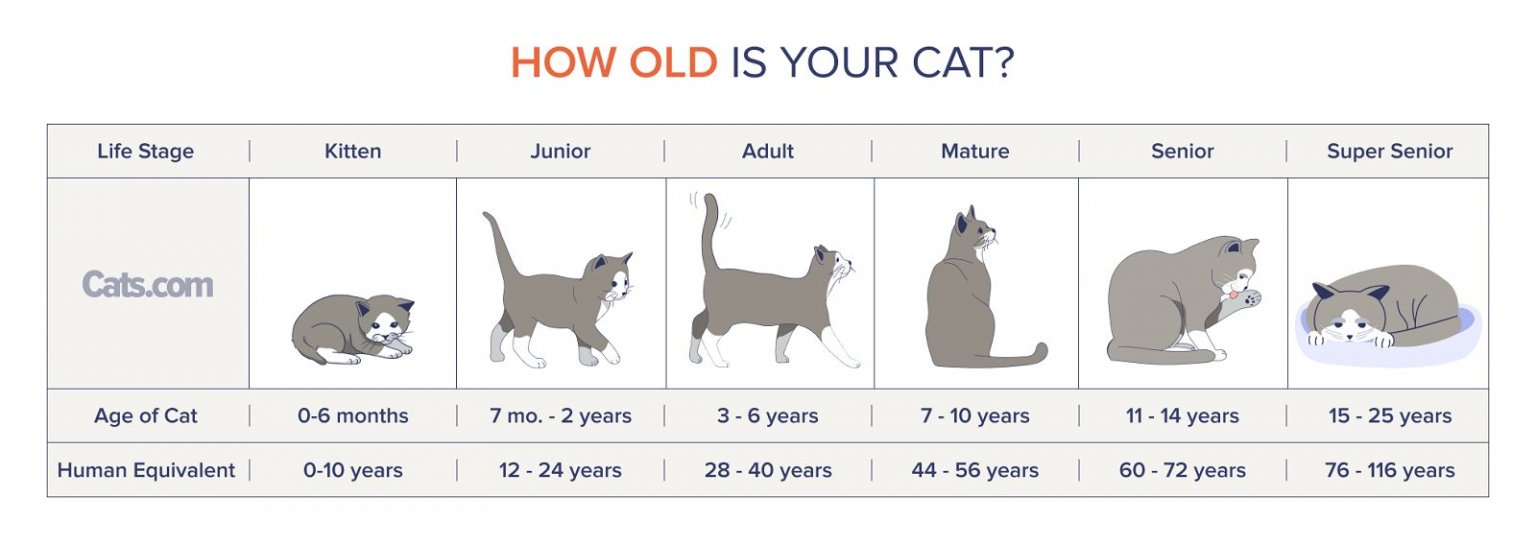 How Old Is My Cat In Human Years? (Cat Age Chart & Calculator) - Cats.com