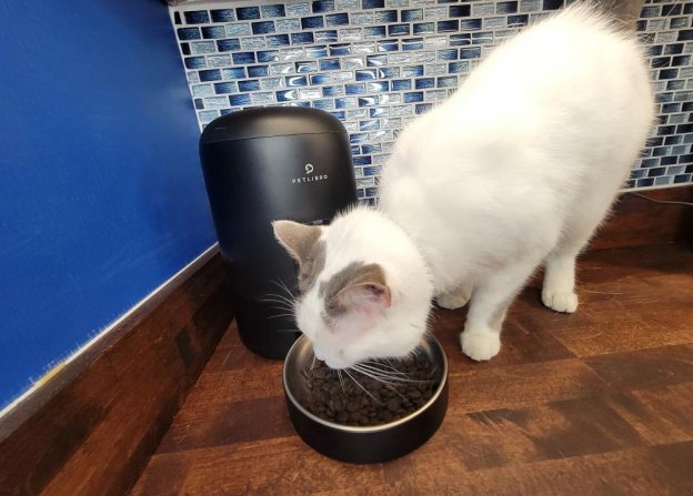 Why Does My Cat Steal My Other Cat's Food? (A Veterinarian Explains ...