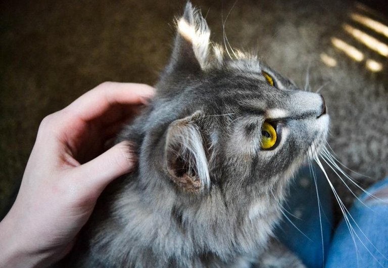 Cat Massage Therapy and Its Benefits, Techniques, and Application ...