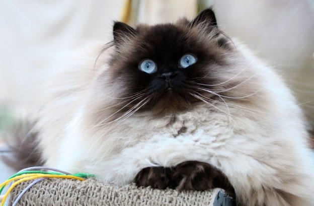 15 Gorgeous Long-Haired Cat Breeds That Redefine Elegance - Cats.com
