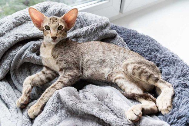 11 Lovable Short-Haired Cat Breeds - Cats.com