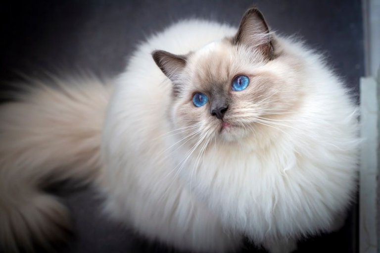 15 Gorgeous Long-Haired Cat Breeds That Redefine Elegance - Cats.com