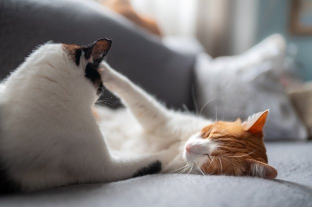 Do Cats Have Alphas? Alpha Cat Myths Debunked - Cats.com