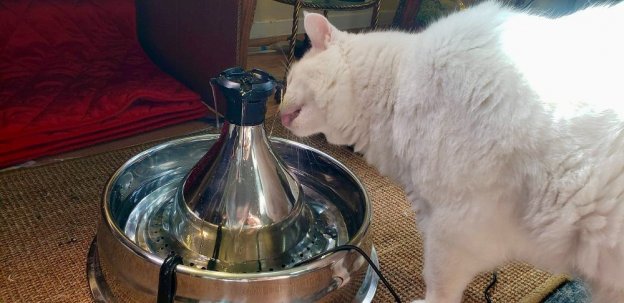 How Much Water Should a Cat Drink? - Cats.com