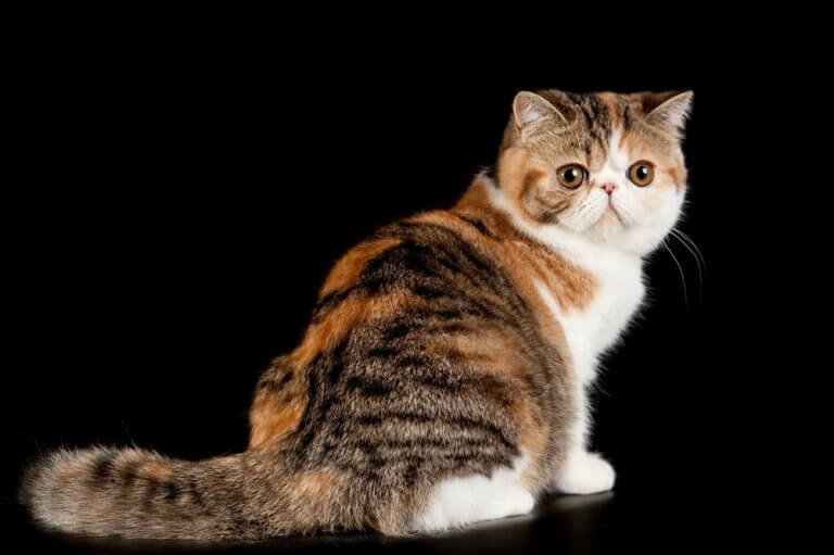 12 Best Cat Breeds for Kids, According to Experts - Cats.com