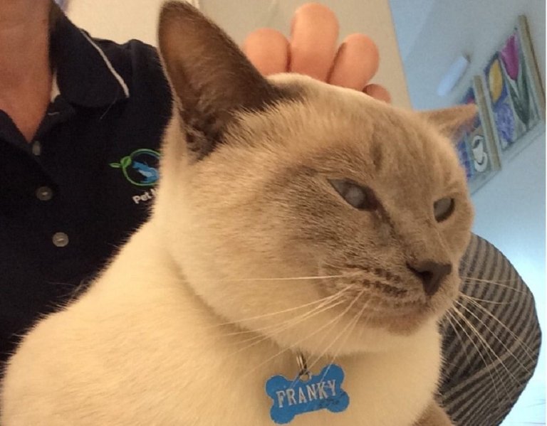 Cat Massage Therapy and Its Benefits, Techniques, and Application ...