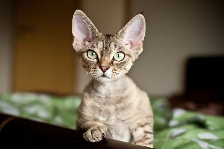 12 Best Cat Breeds for Kids, According to Experts - Cats.com