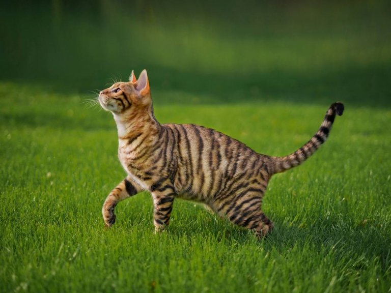 List of Cat Breeds - Types of Cats - Cats.com
