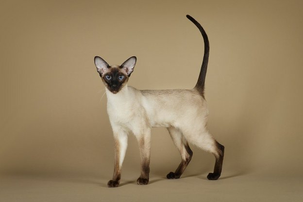 12 Siamese Cat Types and How to Tell Them Apart - Cats.com