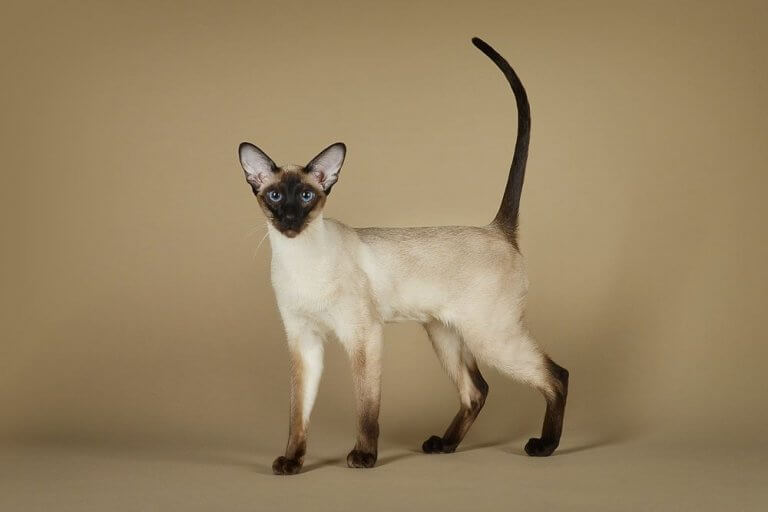 12 Best Cat Breeds for Kids, According to Experts - Cats.com