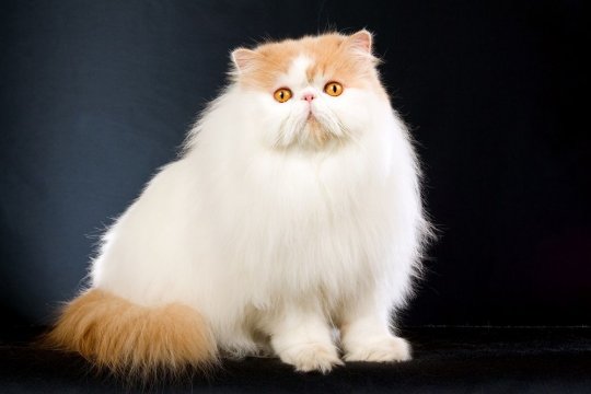 15 Gorgeous Long-Haired Cat Breeds That Redefine Elegance - Cats.com
