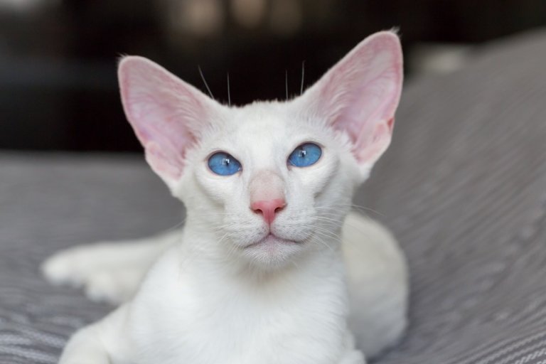 13 Best Cat Breeds for First-Time Owners - Cats.com