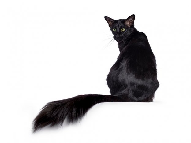 15 Gorgeous Long-Haired Cat Breeds That Redefine Elegance - Cats.com
