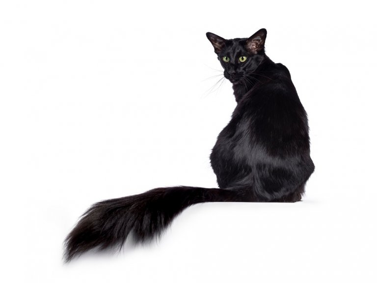 15 Gorgeous Long-Haired Cat Breeds That Redefine Elegance - Cats.com