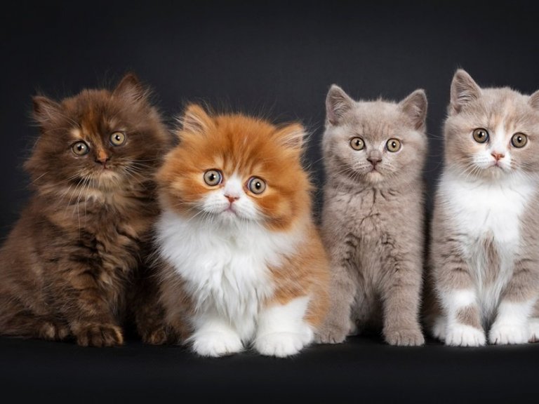 Asian Semi-Longhair Cat Breed: Size, Appearance & Personality