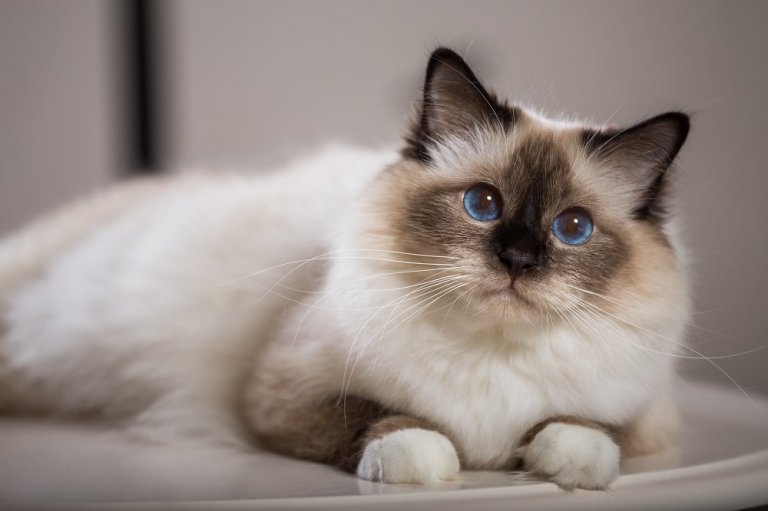 11 Adorable Cat Breeds That Act Like Dogs - Cats.com