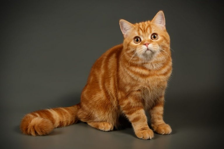 Popular Cat Breeds which originated in Britain - Cats.com