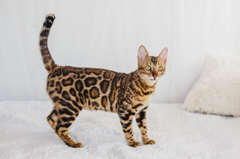 Spotted Tabby Cat Facts - Cats.com