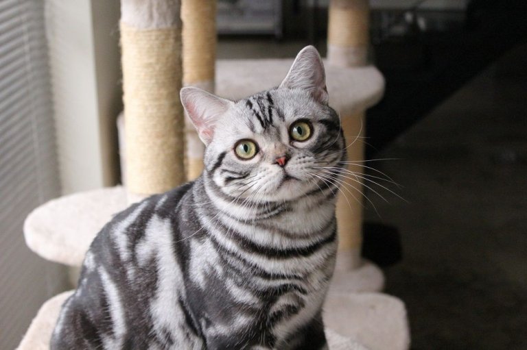11 Lovable Short-Haired Cat Breeds - Cats.com