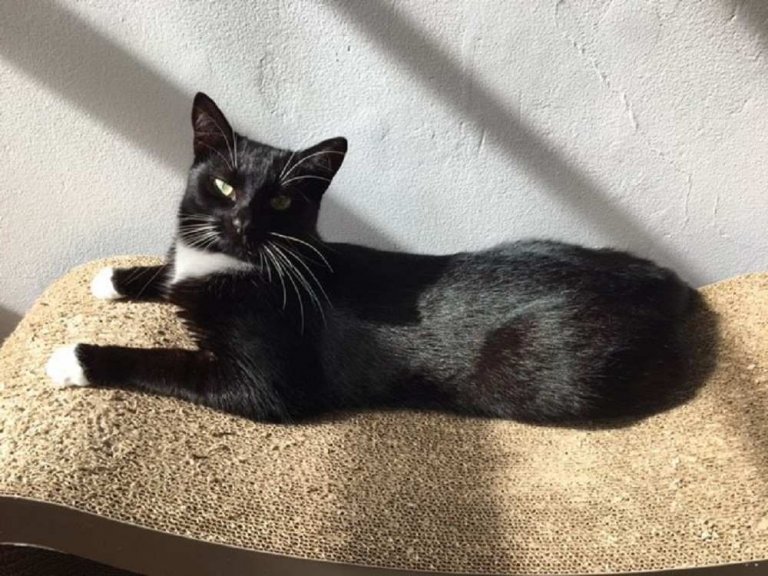 Cat Massage Therapy and Its Benefits, Techniques, and Application ...
