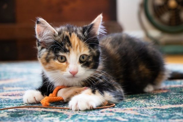 When Do Kittens Start Walking? - Cats.com