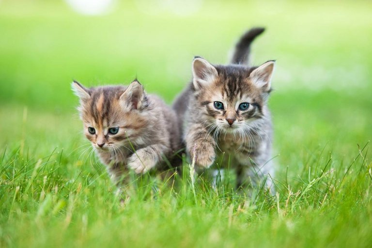 When Do Kittens Start Walking? - Cats.com