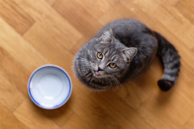 Low Calcium in Cats: Causes, Symptoms, and Treatment - Cats.com