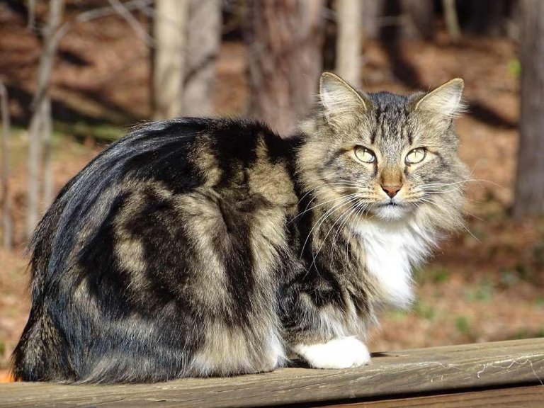 9 Purrfect Cat Breeds With Stripes